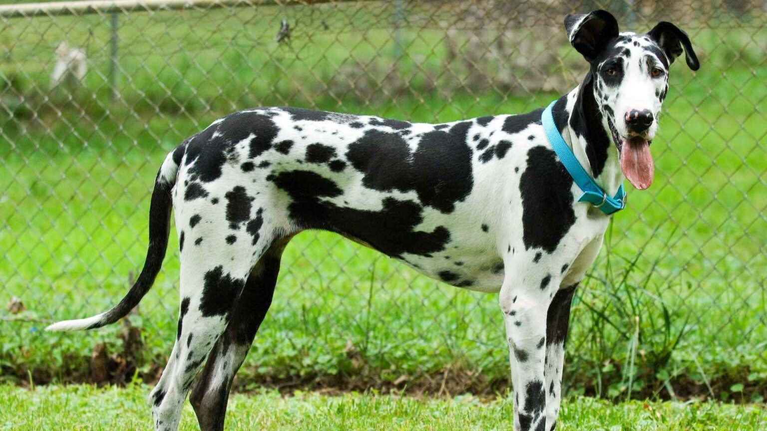 9 Great Dane Cross Breeds EN Pet YOLO