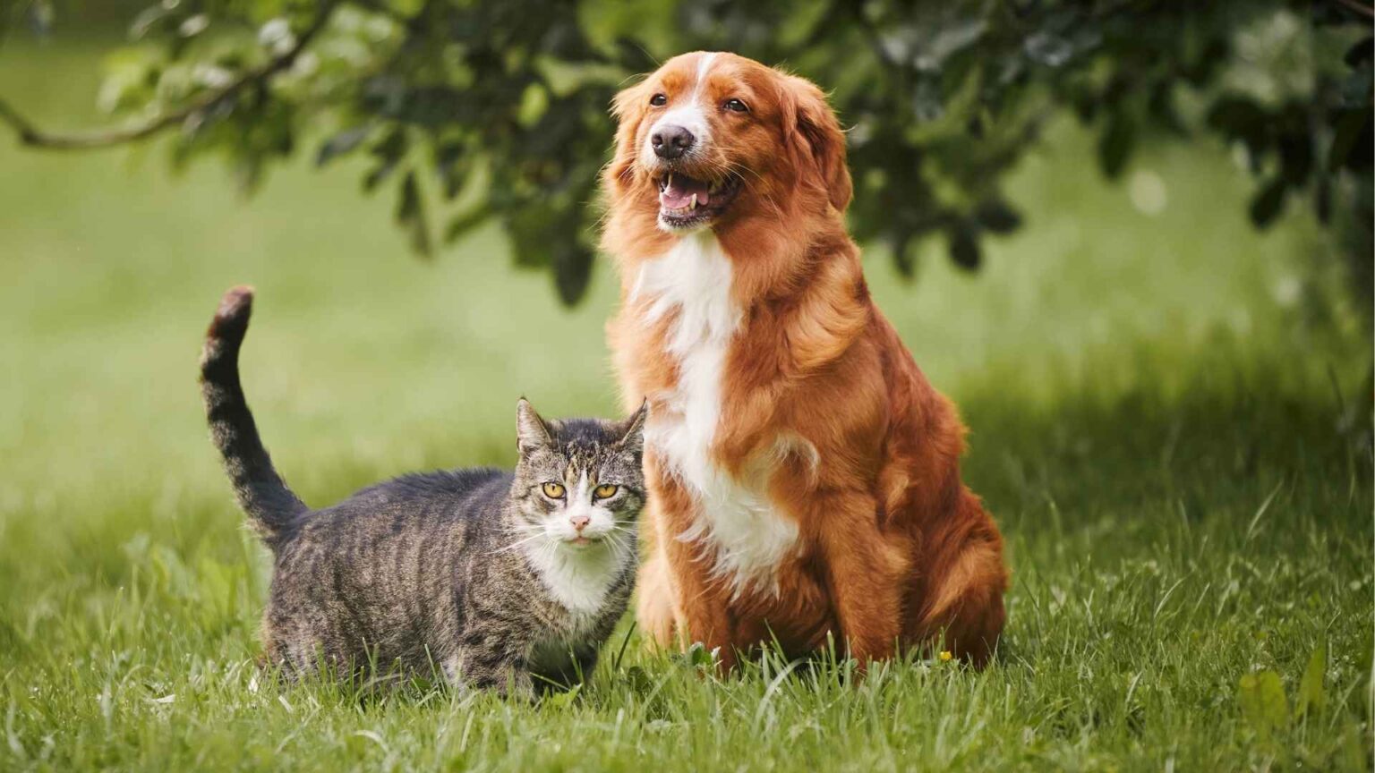 7 Guard Dog Breeds That Are Good With Cats EN Pet YOLO
