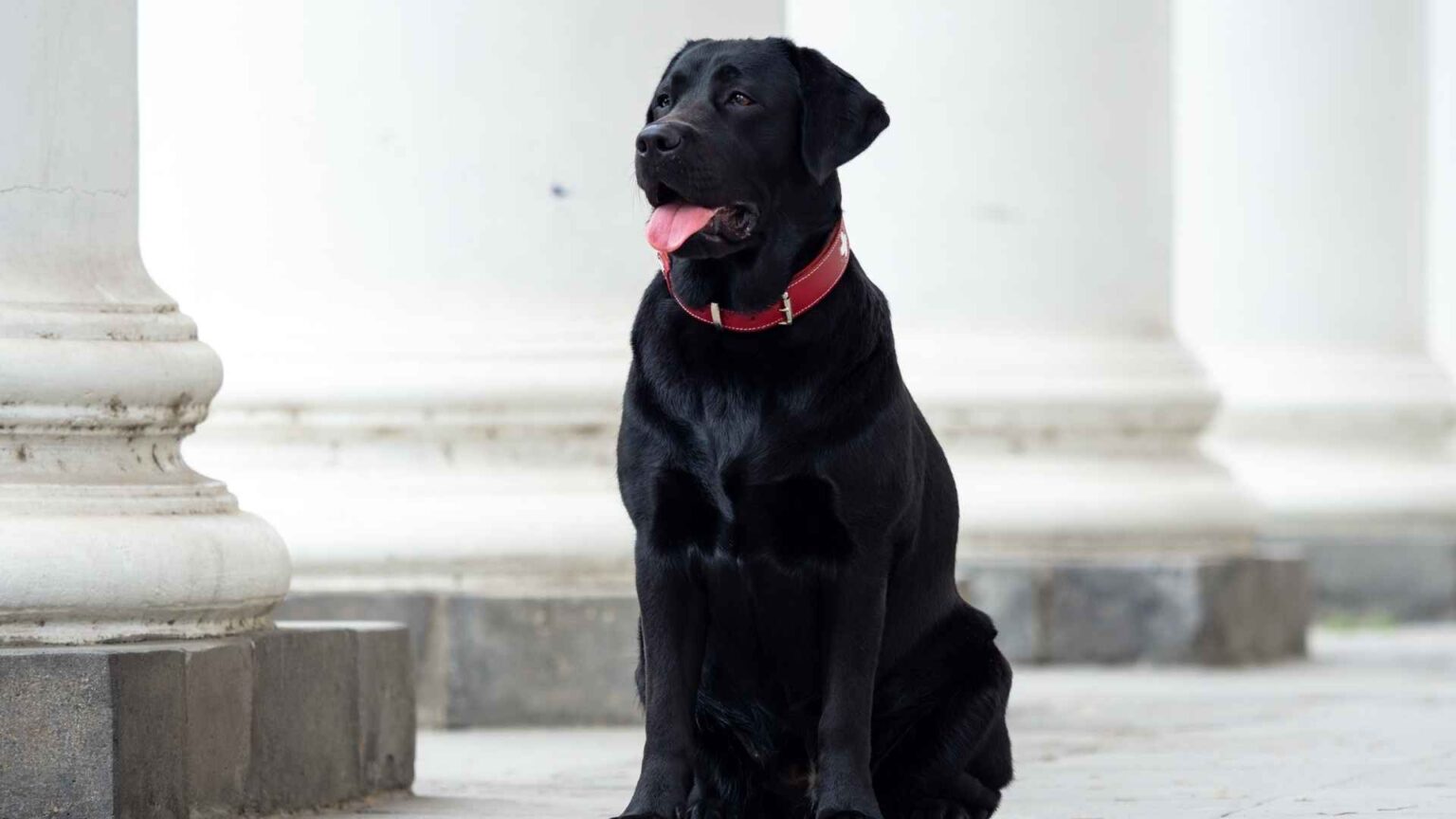 7 Guard Dog Breeds With Least Health Problems For Your Peace Of Mind EN ...