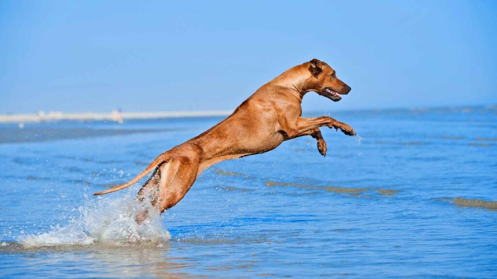 9 Most Athletic Dog Breeds On The Planet EN Pet YOLO