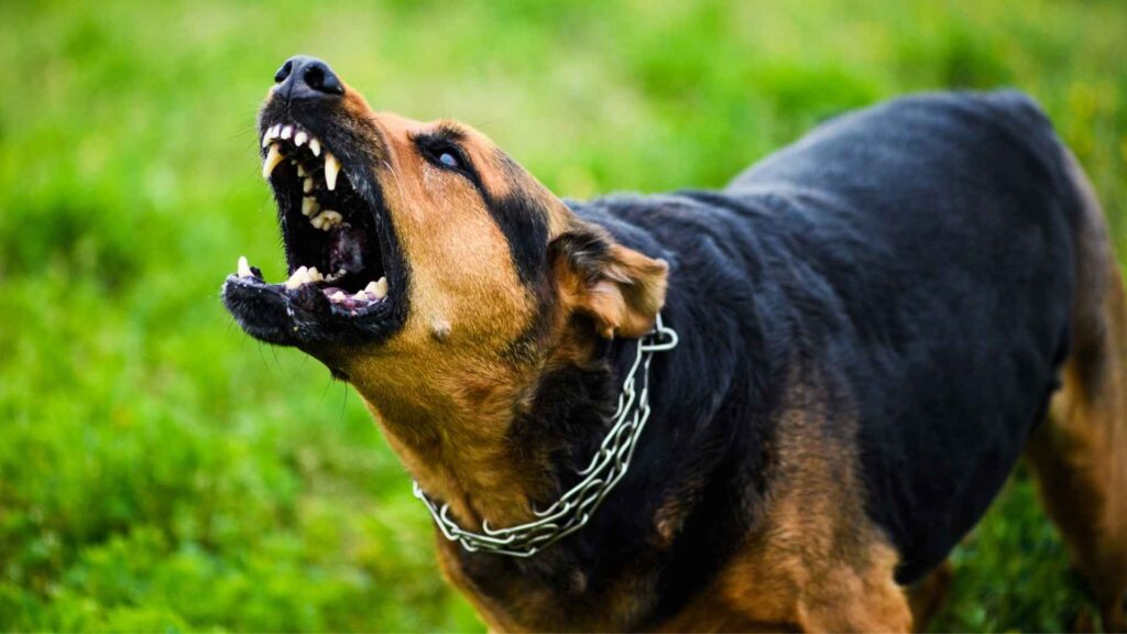 9 Most Dangerous Dog Breeds That Demand Responsible Ownership EN Pet YOLO