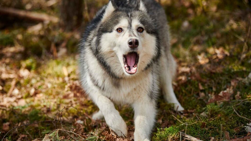 7 Most Dramatic Dog Breeds That Steal The Show EN Pet YOLO