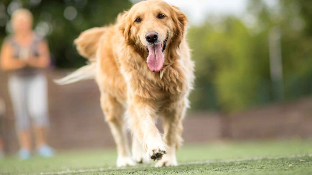7 Most Popular Dog Breeds In California EN Pet YOLO