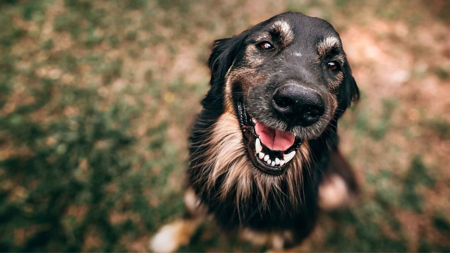 10 Most Wild & Crazy Dog Breeds You Never Knew Existed! EN Pet YOLO