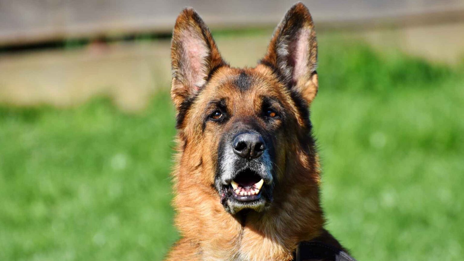 10 Dog Breeds With Pointy Ears And Sharp Features EN Pet YOLO