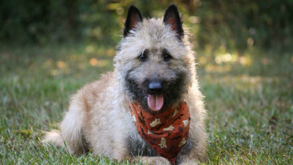 9 Rare Guard Dog Breeds You Didn’t Know EN Pet YOLO