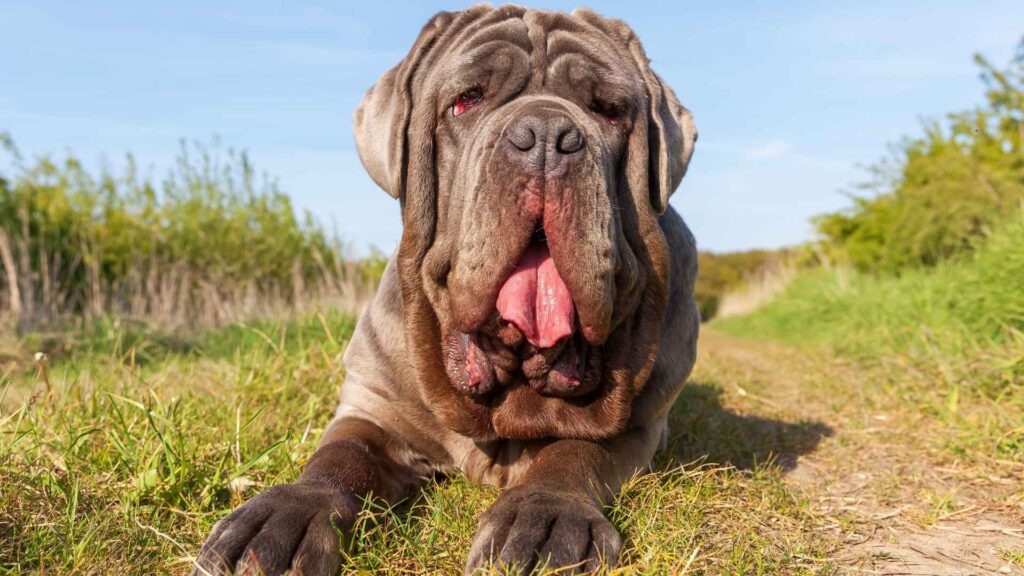 7 Most Rarest Mastiff Dog Breeds EN Pet YOLO