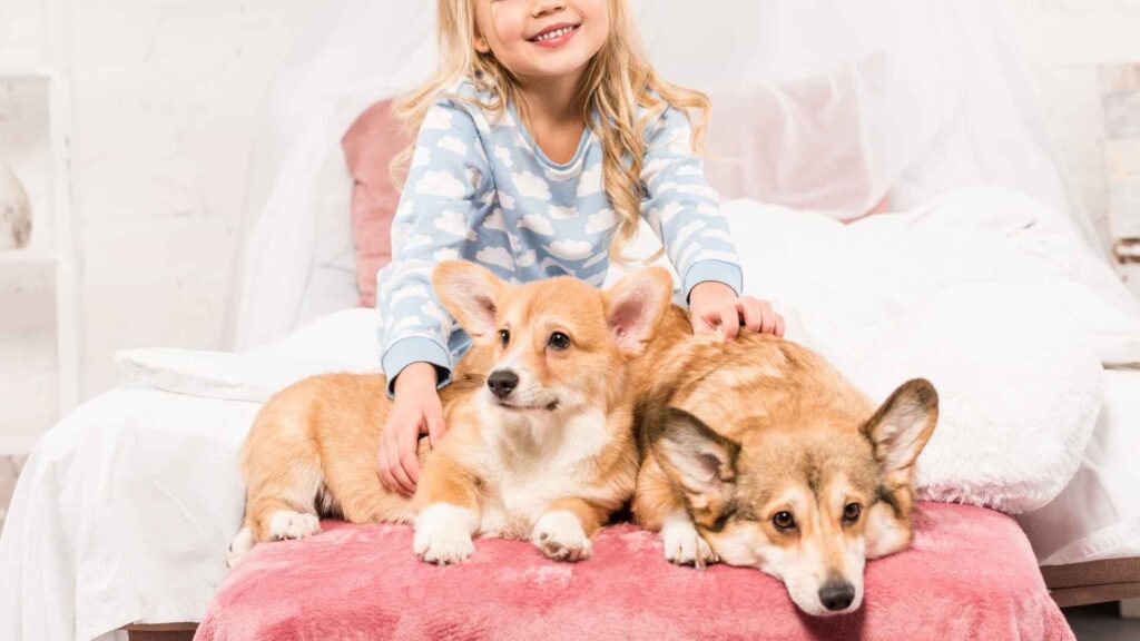 5 Reasons Why Corgis Are The Best Dog Breed For Your Family EN Pet YOLO