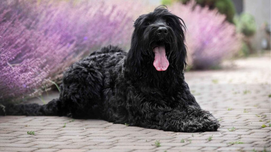 9 Famous Russian Dog Breeds That Make Perfect Family Pets EN Pet YOLO