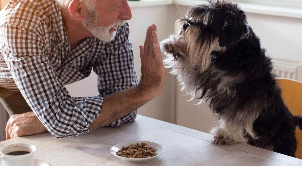 7 Best Small Dog Breeds For Senior Owners EN Pet YOLO