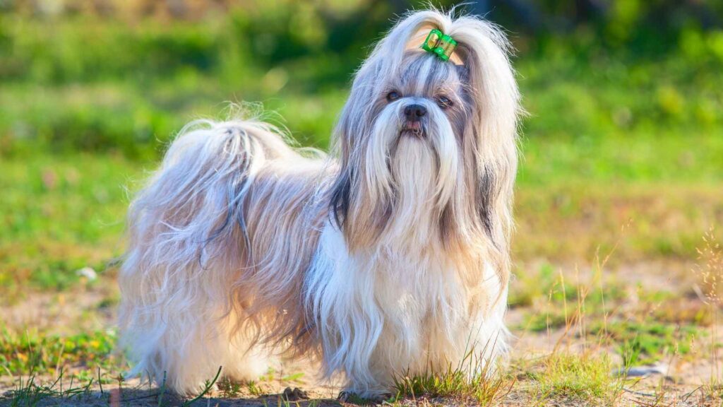 9 Small Dog Breeds With Long Hair That Turn Heads EN Pet YOLO