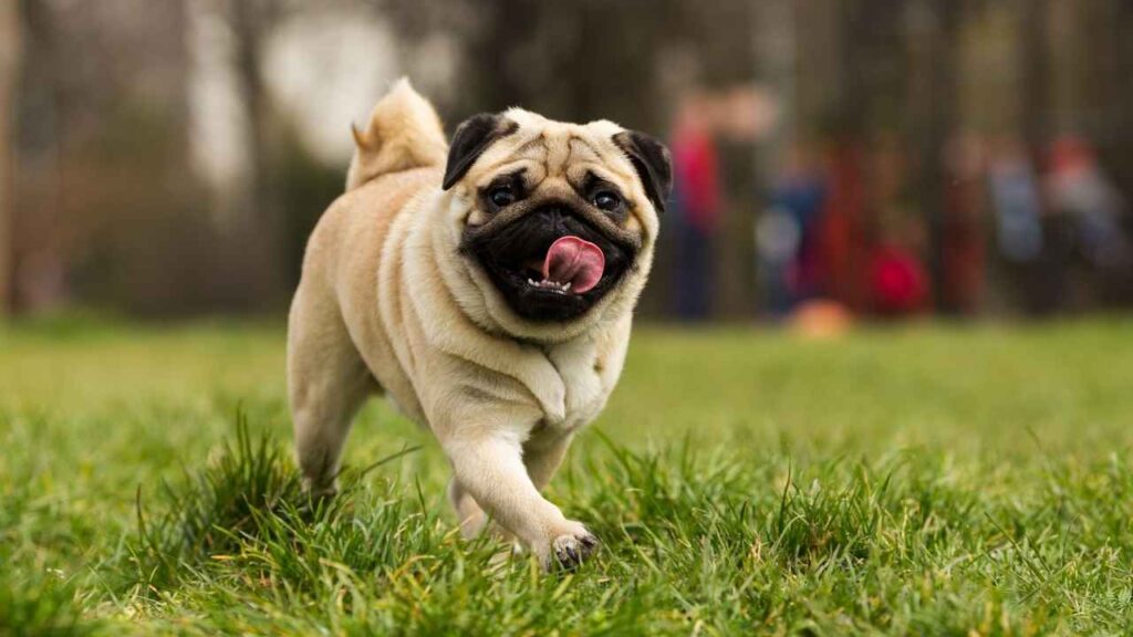 7 Small Dog Breeds With Short Hair For Easy Care EN Pet YOLO
