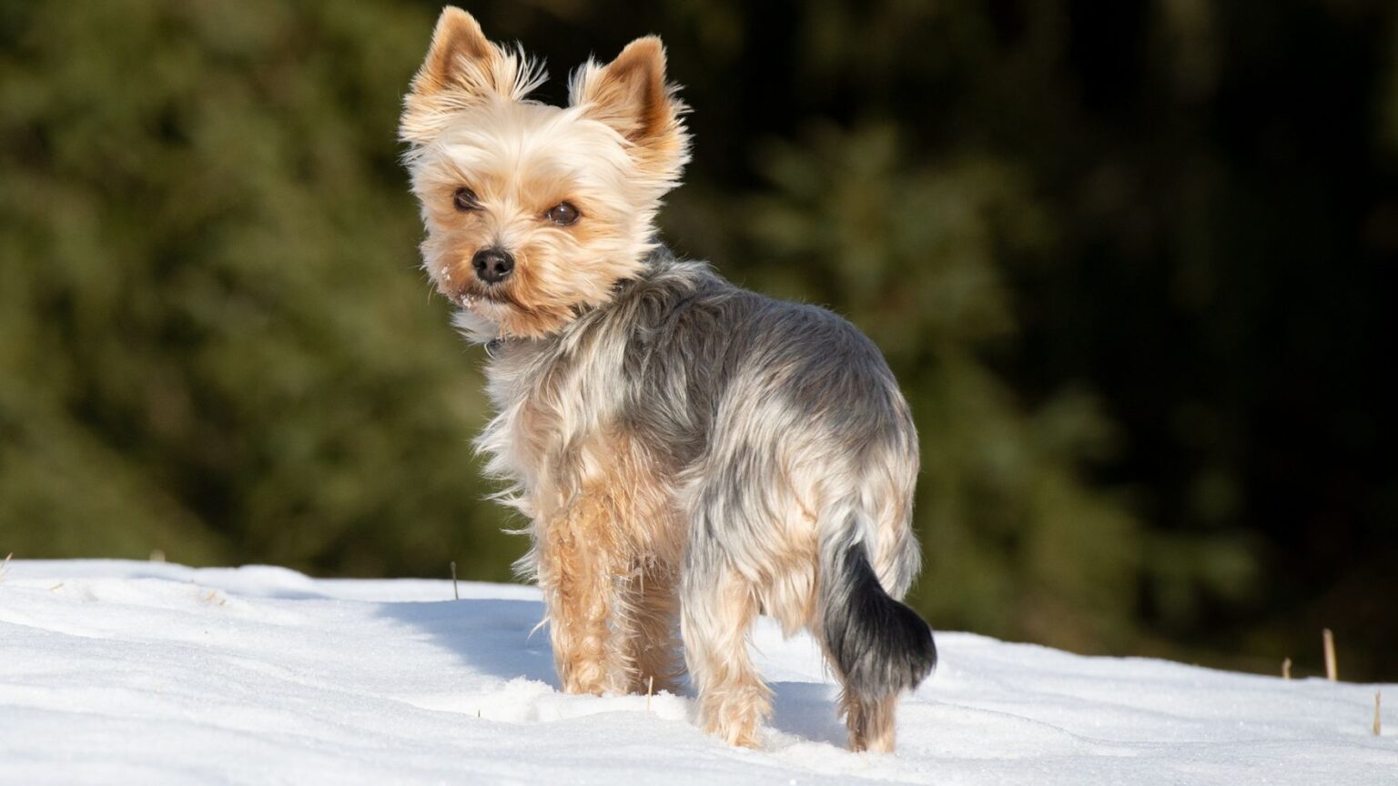 7 Types Of Yorkie Dog Breeds For Every Dog Lover EN Pet YOLO
