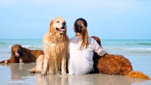 10 Most Popular Dog Breeds In The Philippines EN Pet YOLO