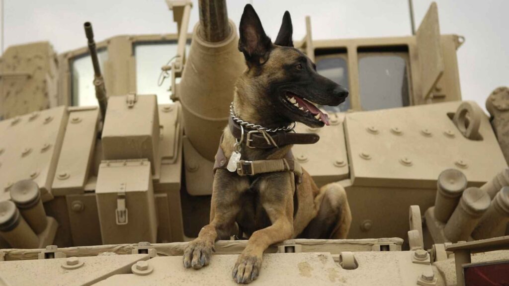 Why Belgian Malinois Are Perfect Military Dog Breeds For Tactical ...