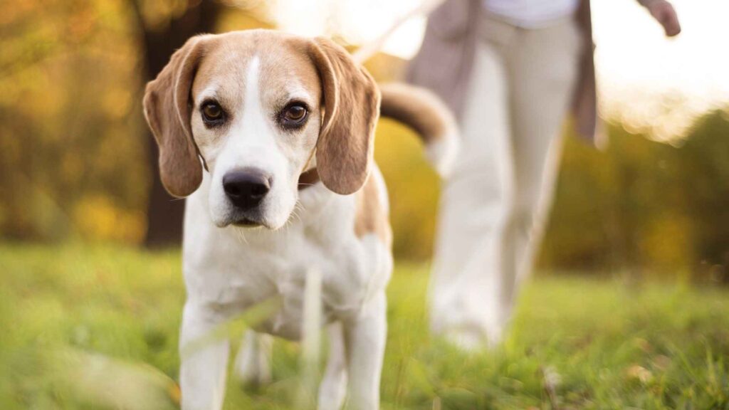 7 Worst Guard Dog Breeds For Seniors EN Pet YOLO