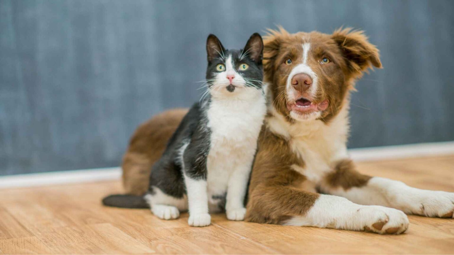 7 Dog Breeds That Get Along With Cats EN Pet YOLO