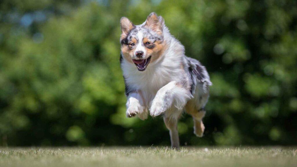7 Best High-Energy Medium Dog Breeds For Active Families EN Pet YOLO