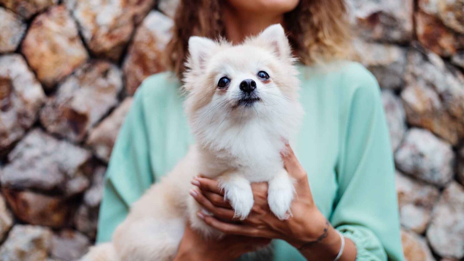 7 Cutest Small Dog Breeds With A Fox-Like Face EN Pet YOLO