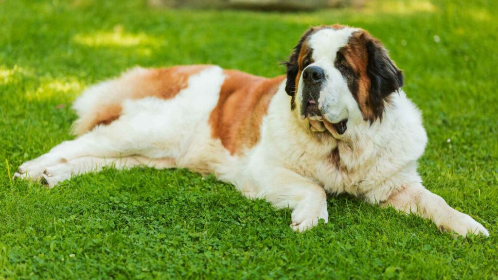 7 Large Calm And Quiet Dog Breeds For Relaxed Companionship EN Pet YOLO
