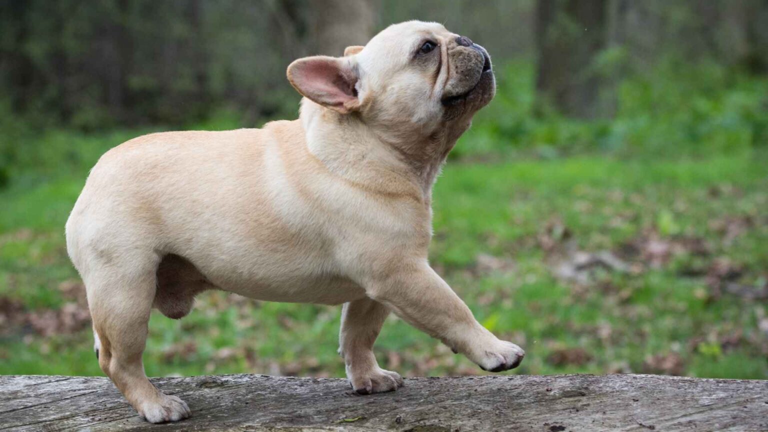 7 Most Solitary Dog Breeds Who Enjoy Their Own Space EN Pet YOLO