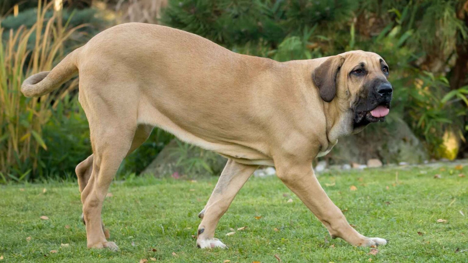 7 Rare Large Dog Breeds You Didn't Know Existed EN Pet YOLO