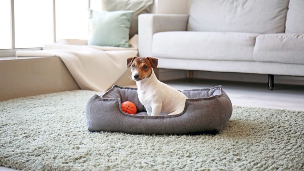 9 Best Types Of House Dog Breeds For Your Family And Home EN Pet YOLO