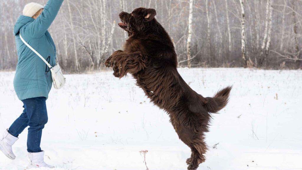 7 High-Energy Large Dog Breeds For Active Lifestyle EN Pet YOLO