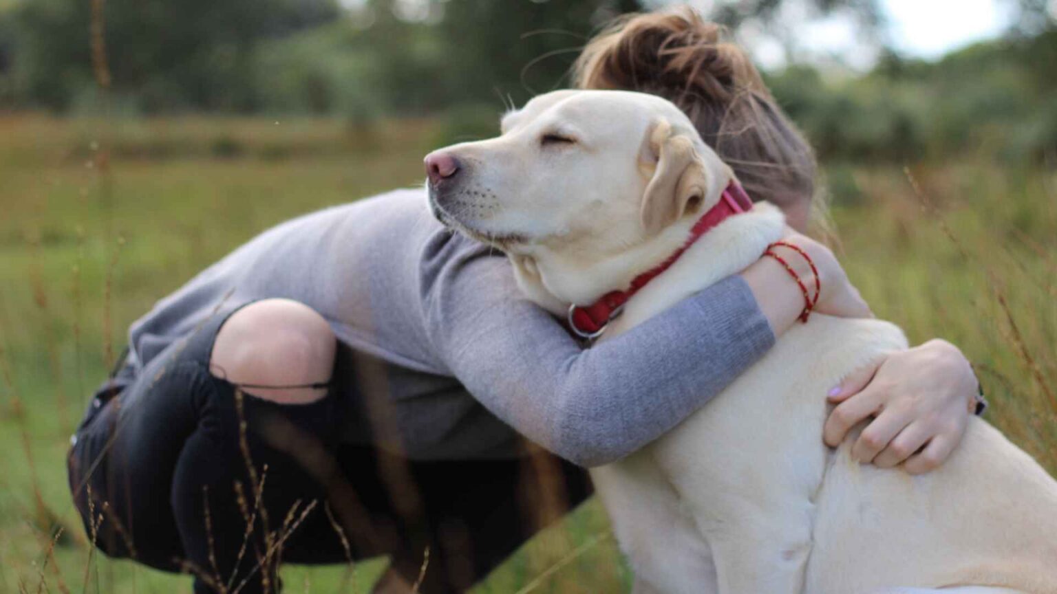6 Labrador Mix Dog Breeds That Make Amazing Pets EN Pet YOLO