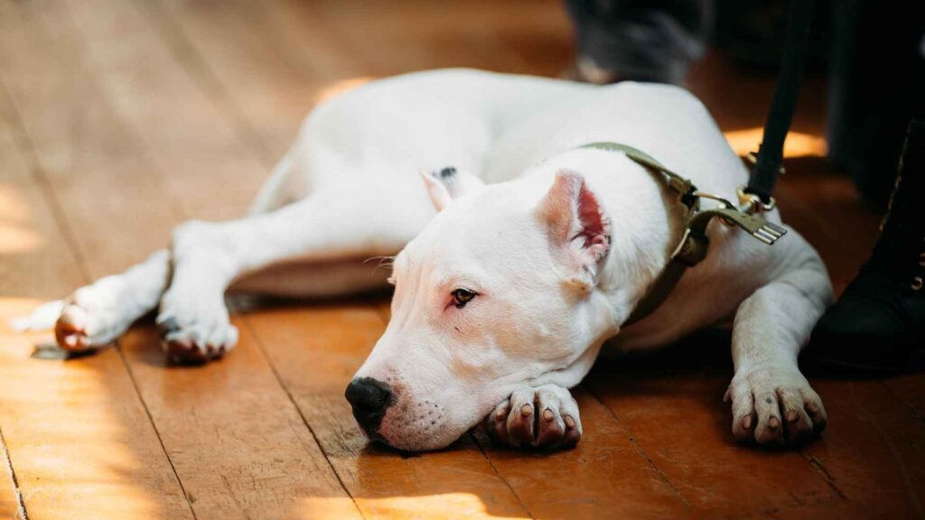 7 Best Low-Energy Dog Breeds For Laid-Back Companionship EN Pet YOLO