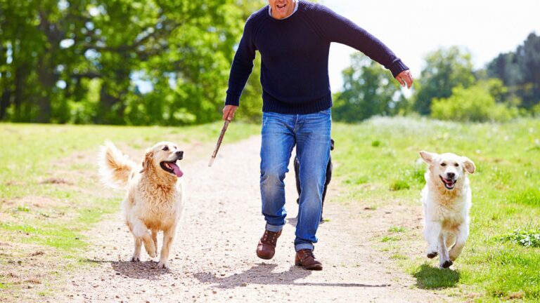 9 Medium Dog Breeds That Need The Most Exercise EN Pet YOLO