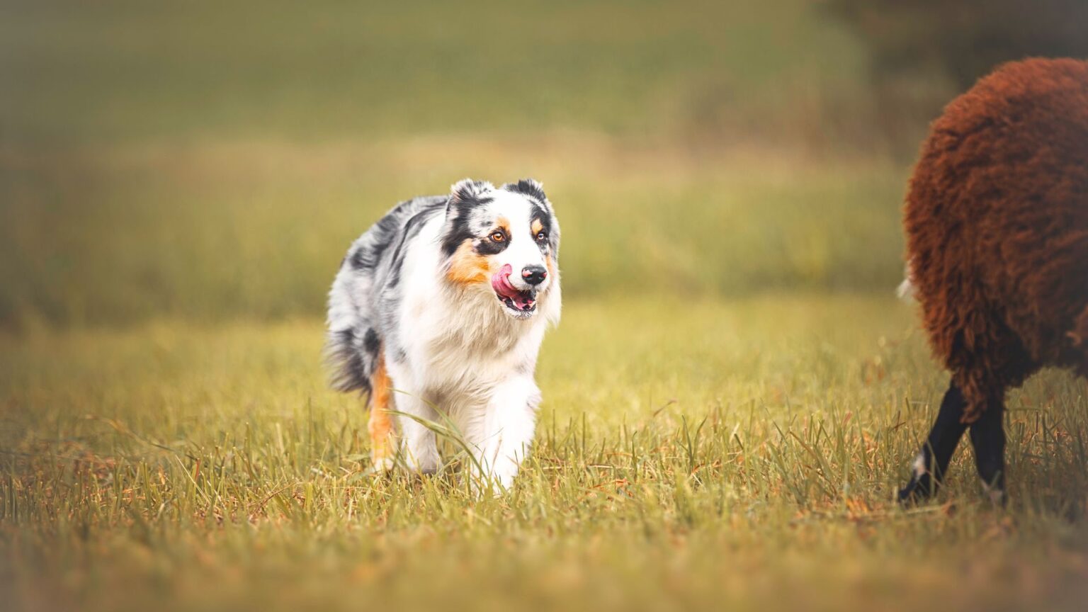 7 Small Herding Dog Breeds For Active Families And Farms EN Pet YOLO