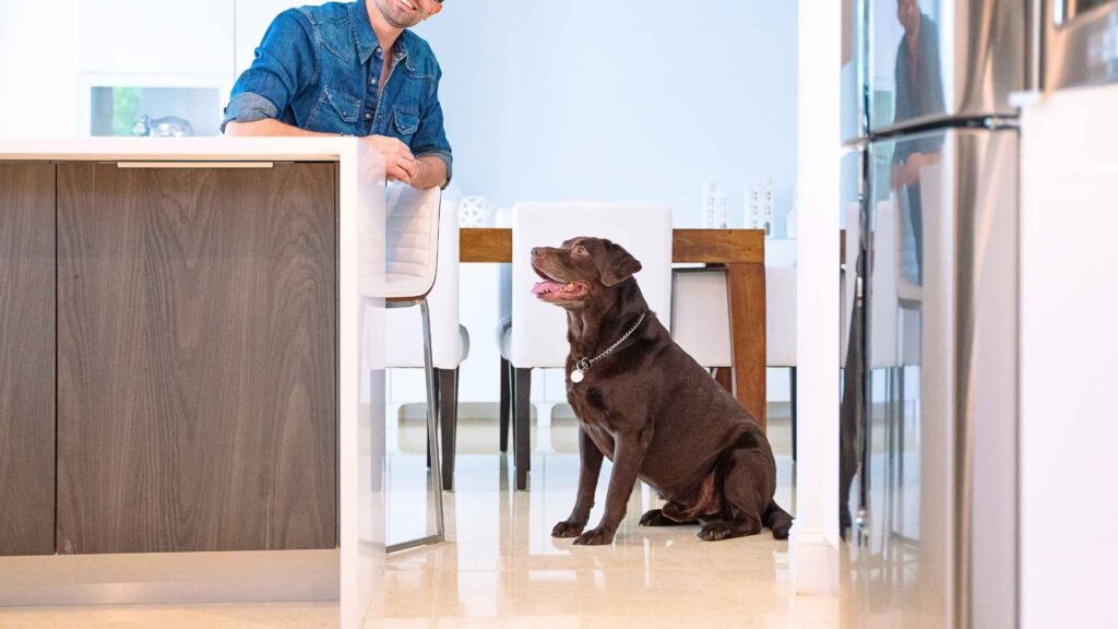 10 Indoor Dog Breeds For Apartment Living And Family Life EN Pet YOLO