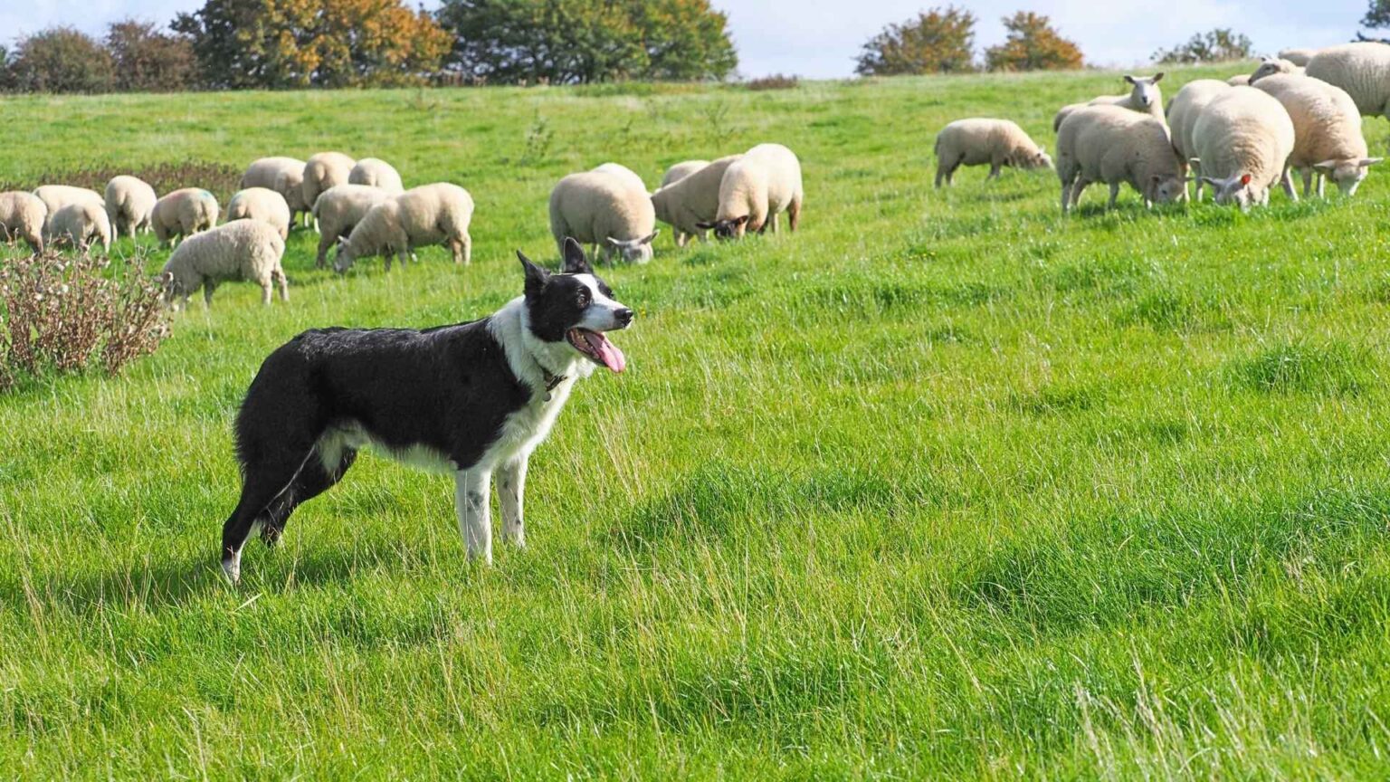 7 Best Livestock Guardian Dog Breeds For Your Farm EN Pet YOLO