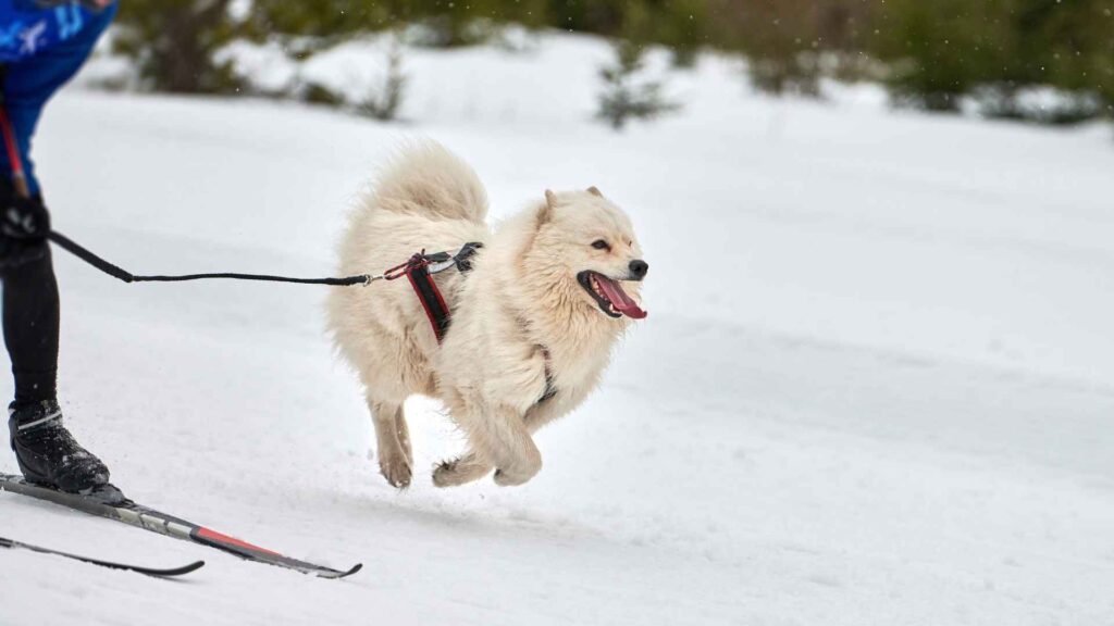 Top 9 Arctic Dog Breeds For Cold Weather Adventures EN Pet YOLO