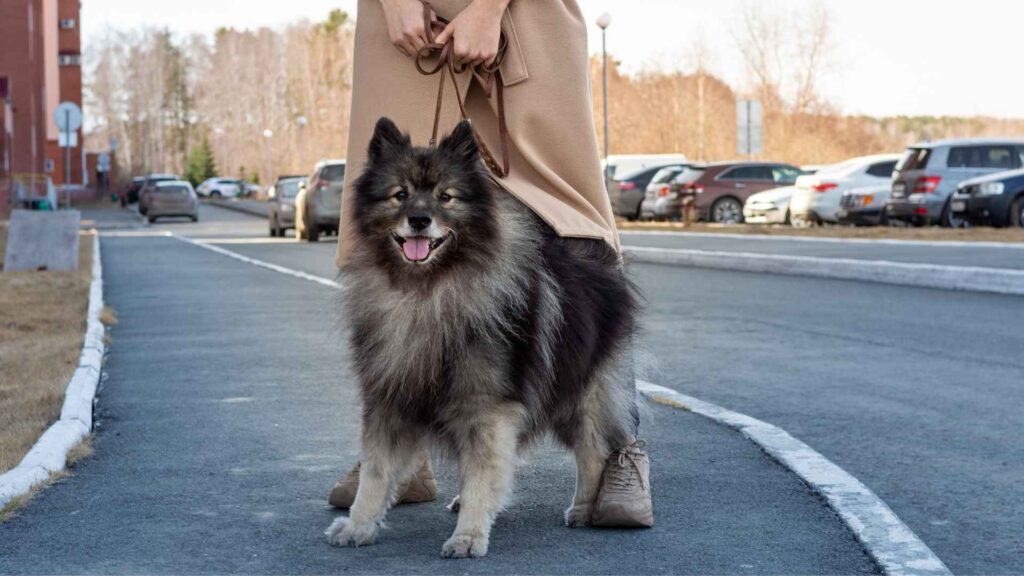 9 Stunning Sable Dog Breeds With Unique Coat Pattern EN Pet YOLO