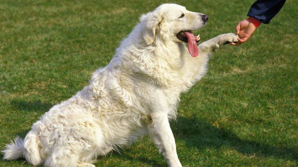 9 Sweetest Dog Breeds Ever For Endless Love EN Pet YOLO