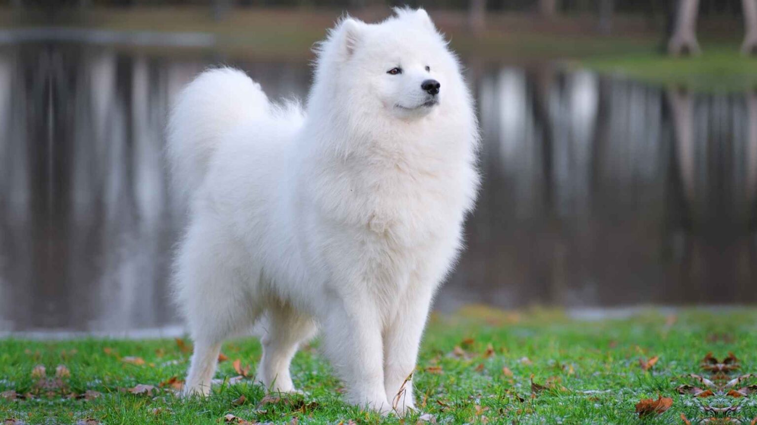 Top 7 Fluffy Giant Dog Breeds In 2025 EN Pet YOLO