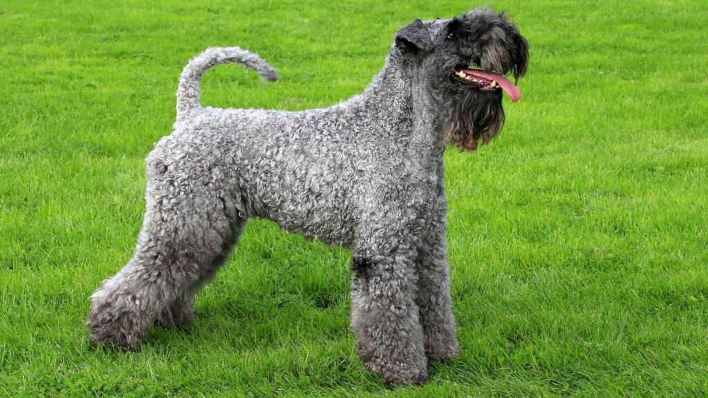 7 Wavy Coat Dog Breeds You Can’t Stop Loving EN Pet YOLO