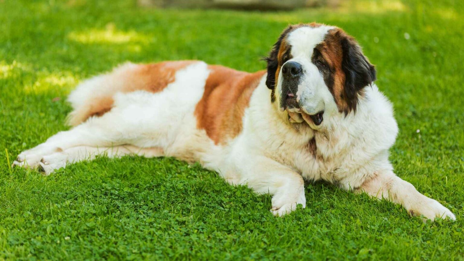 Top 9 Massive Dog Breeds: Largest And Most Powerful Dogs EN Pet YOLO
