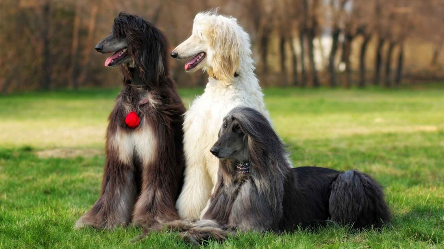 10 Most Beautiful Dog Breeds You Need To Know About EN Pet YOLO