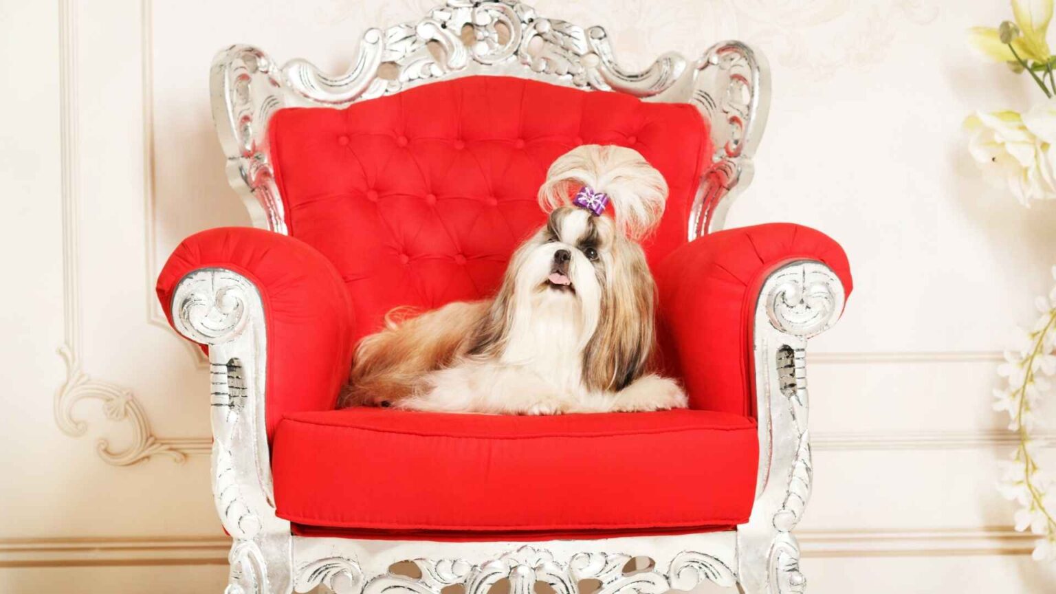 7 Bougie Dog Breeds That Scream Luxury & Elegance EN Pet YOLO