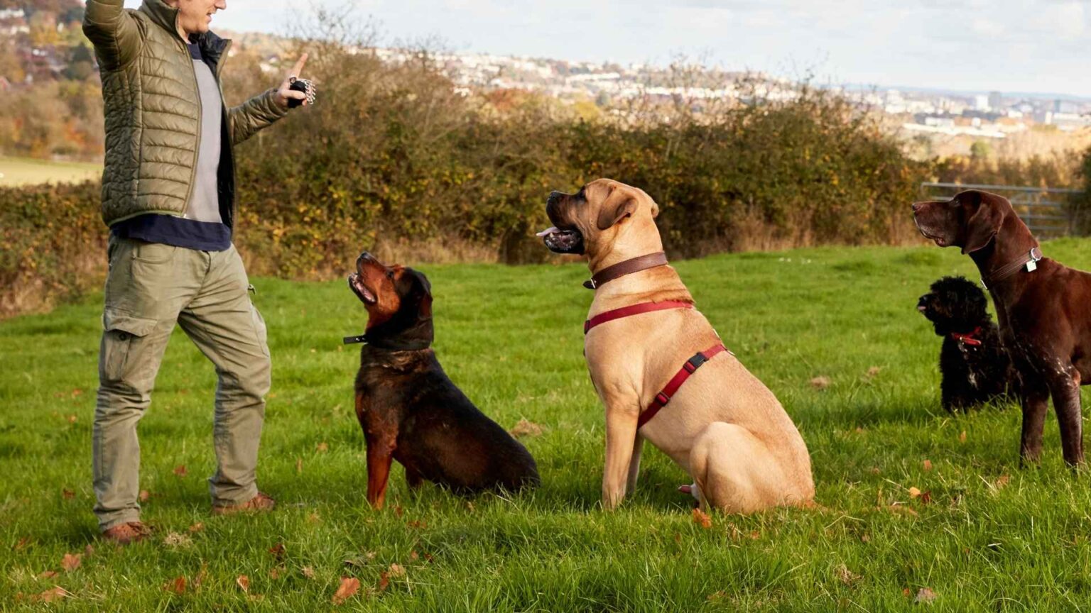 7 Highly Trainable Medium Dog Breeds That Learn Fast EN Pet YOLO