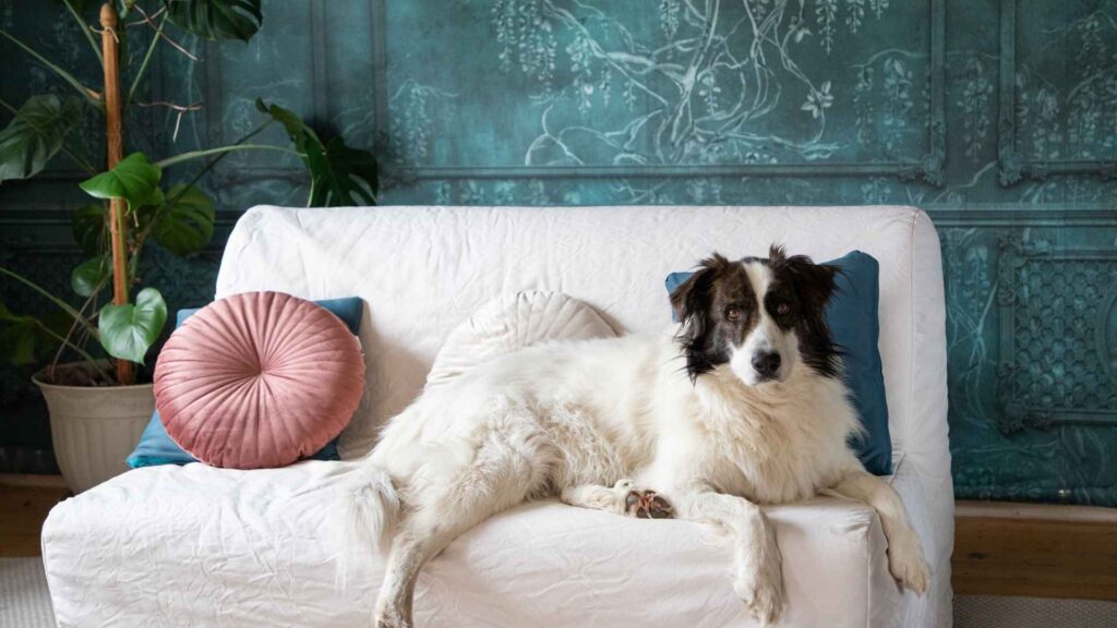 7 Ideal Midsize Dog Breeds For Every Home EN Pet YOLO