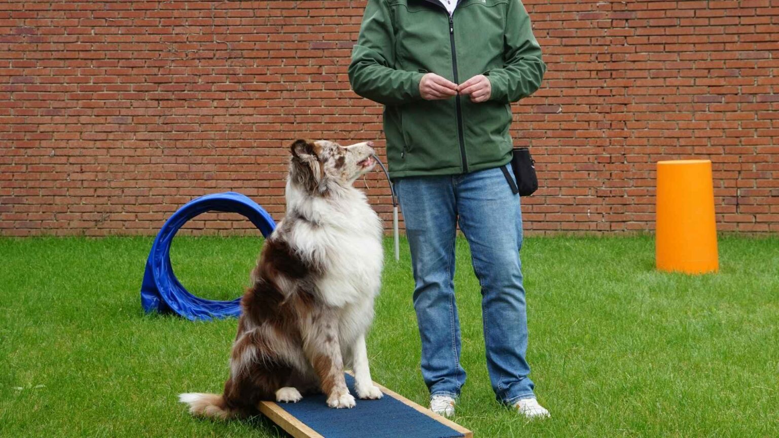 7 Most Easily Trainable Dog Breeds For New Owners EN Pet YOLO