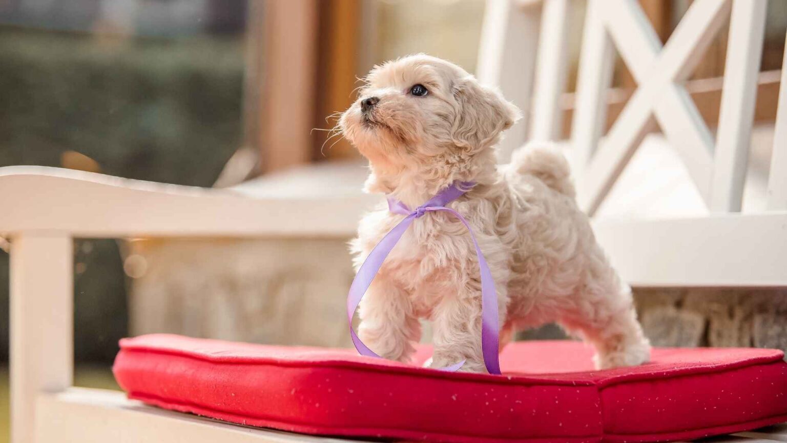 7 Most Obedient Teacup Dog Breeds For Easy Training EN Pet YOLO