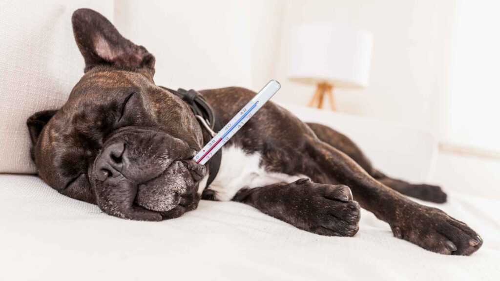7 Most Unhealthy Dog Breeds With The Most Health Problems EN Pet YOLO