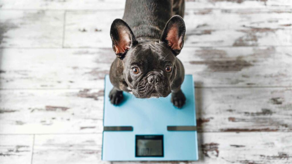 7 Best Dog Breeds Under 30 Pounds You’ll Want To Own EN Pet YOLO