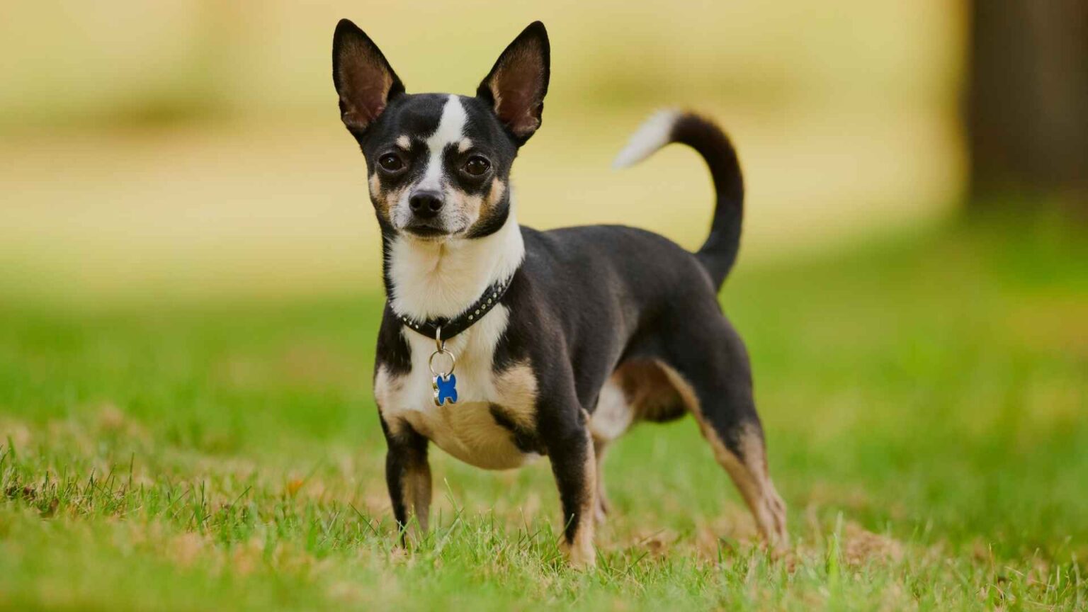 7 Small Sturdy Dog Breeds Built For Strength & Endurance EN Pet YOLO