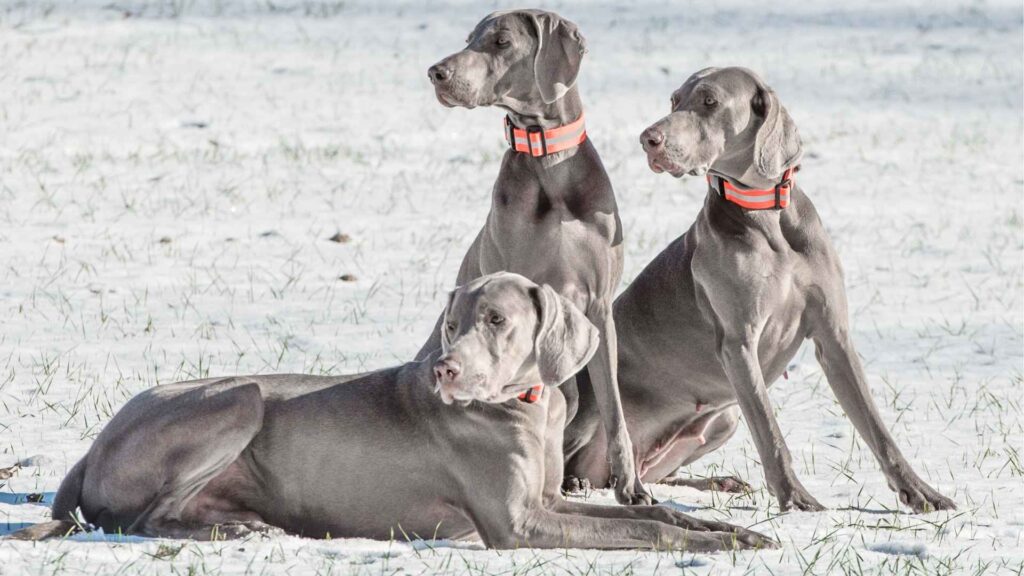 7 Striking Silver Dog Breeds That Stand Out In Any Crowd EN Pet YOLO
